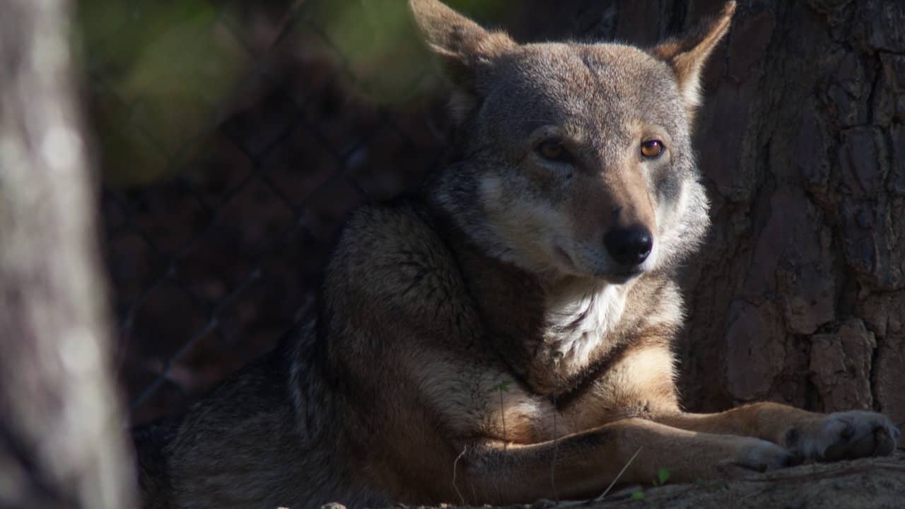 Red Wolf Restoration: Captive Breeding on Vimeo
