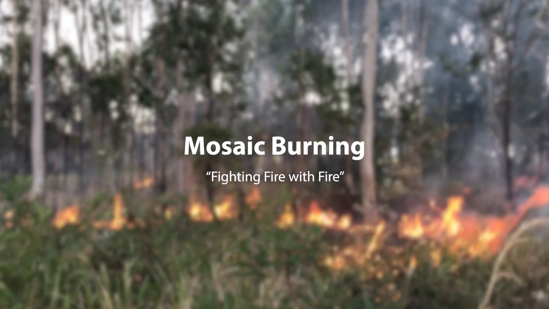 Mosaic Burning - Fighting Fire with Fire