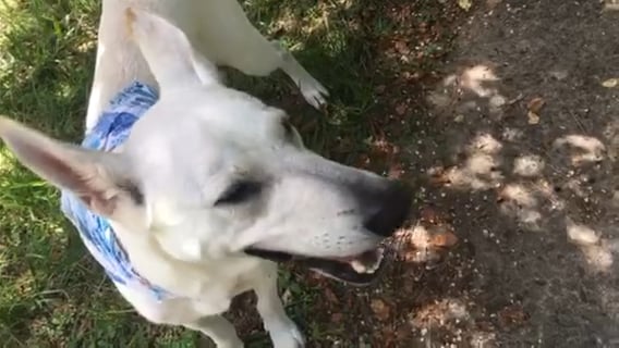 Sutter Cain Fetching Keys.MOV on Vimeo