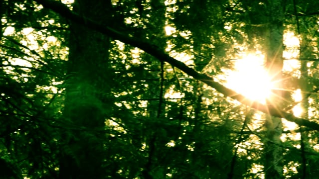 Trees Sun Pan Free Stock Video - Pixabay