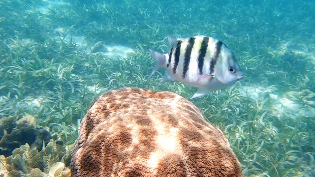 Underwater Videos: Download 511+ Free 4K & HD Stock Footage Clips - Pixabay