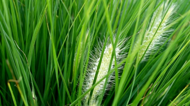 Capim Rabo-De-Raposa Relva Planta - Free video on Pixabay - Pixabay