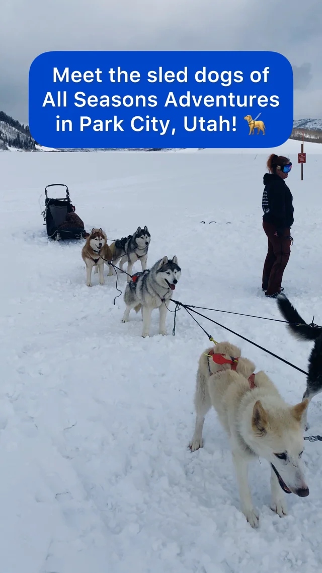 Wheel Dog Sled Build