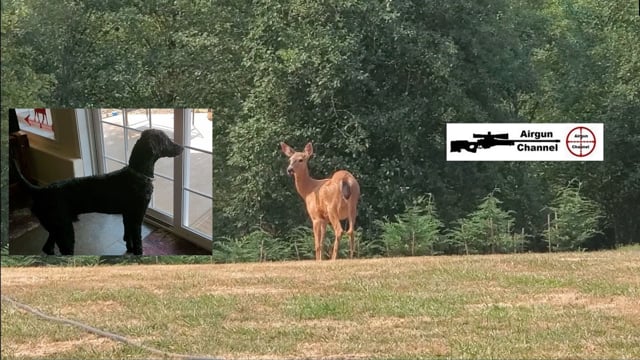 Deer Hunting with Airguns, Dogs, and Kindness - Airgun101