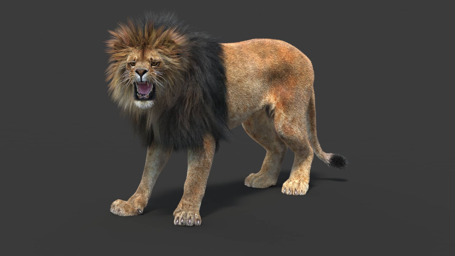 Lion 3d Model Rigged With Fur | PROmax3D on Vimeo