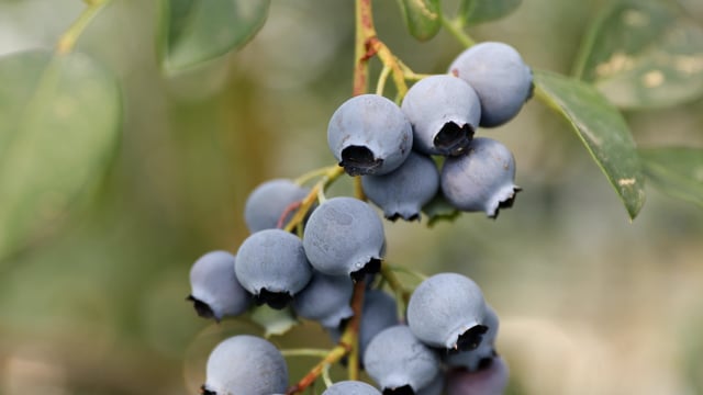 Blueberry Fruit Food - Free video on Pixabay