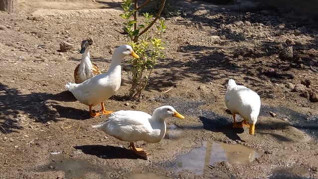 White Duck Beautiful Duck Domestic Duck Free Stock Video - Pixabay