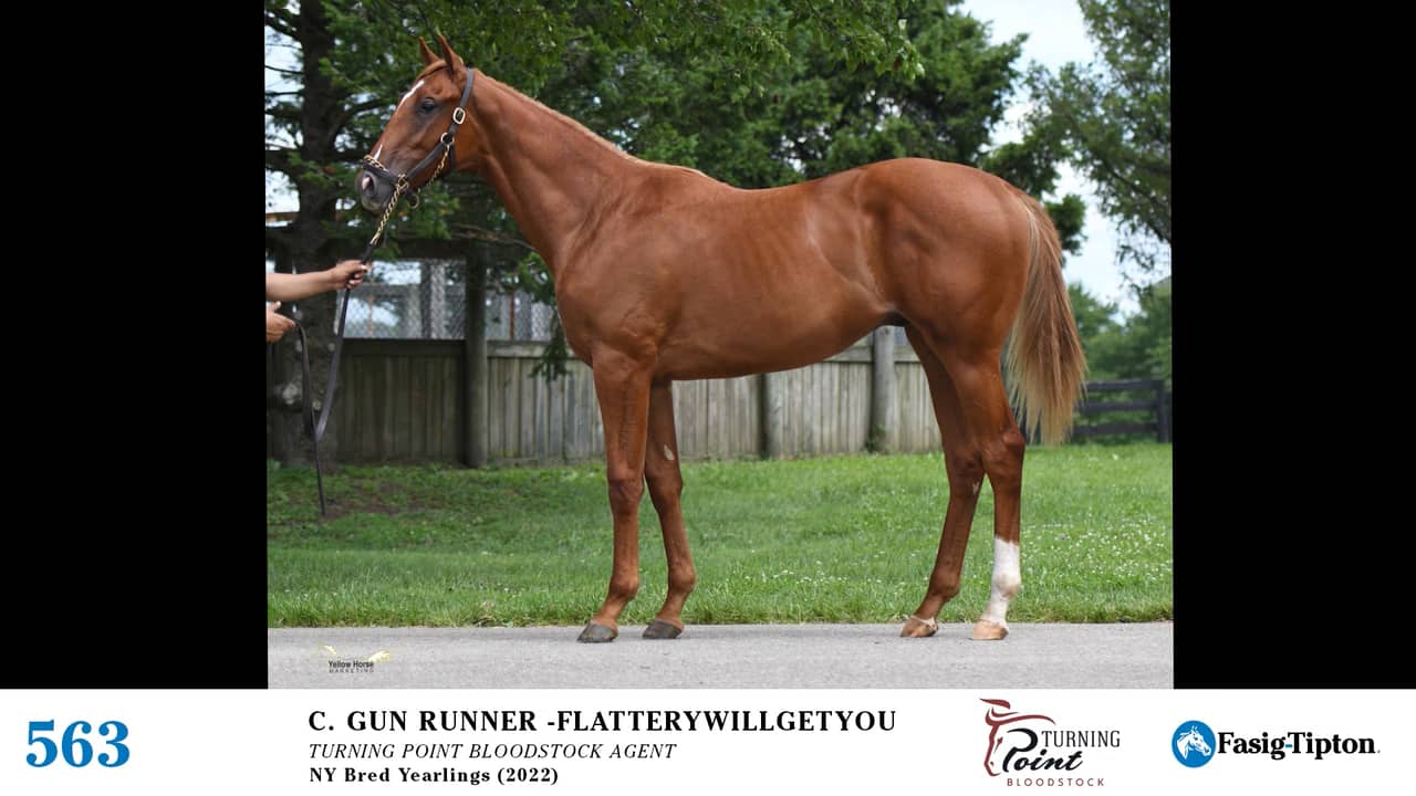 2022 Fasig-Tipton Saratoga NY-Bred Yearling Sale: Hip #563 Gun Runner x ...