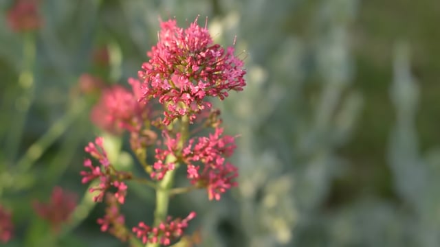 Flowers Sundew Spring - Free video on Pixabay