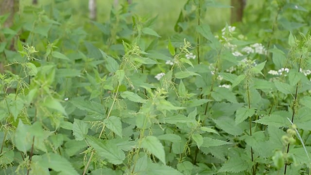 Nettle Nature Plant Free Stock Video - Pixabay