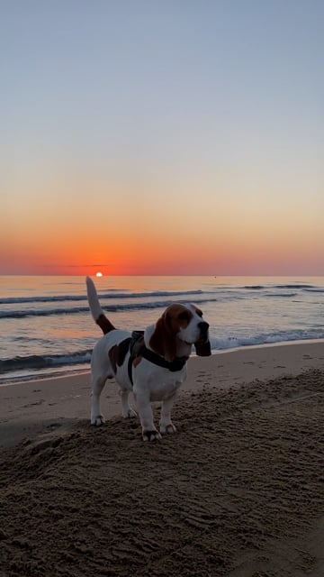 Dog, Sunrise, Beach. Free Stock Video - Pixabay