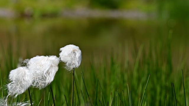 20+ Free Cotton & Nature Videos, HD & 4K Clips - Pixabay