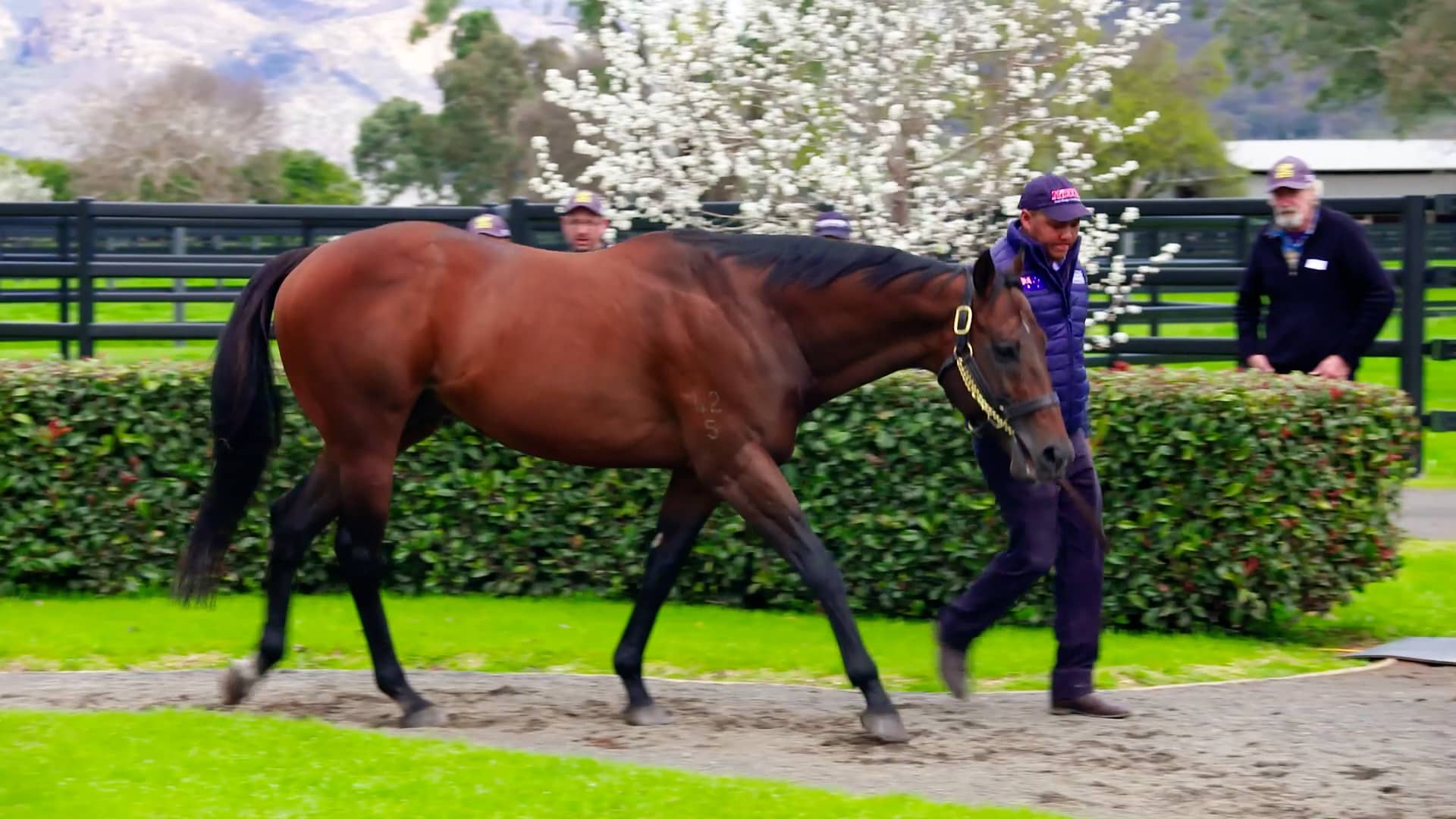 Episode Three '100 Club' Stallion Series on Vimeo