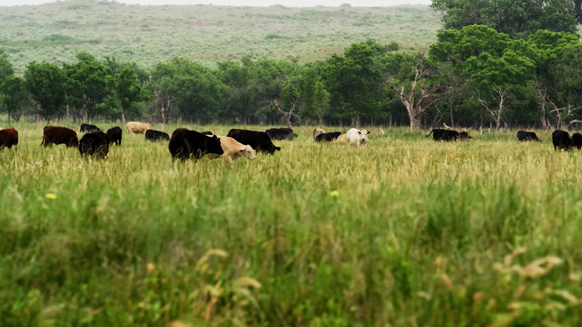 Turkey Track Ranch - Official Launch Feature Video - Icon Global on Vimeo