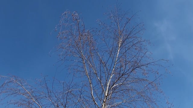 Tree, Backyard, Winter. Free Stock Video - Pixabay