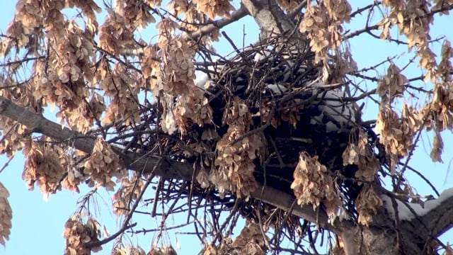 Tree Nest Backyard Free Stock Video - Pixabay