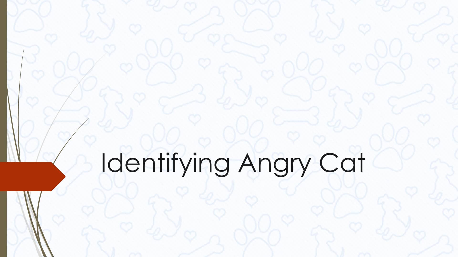 24 Identifying Angry Cat on Vimeo
