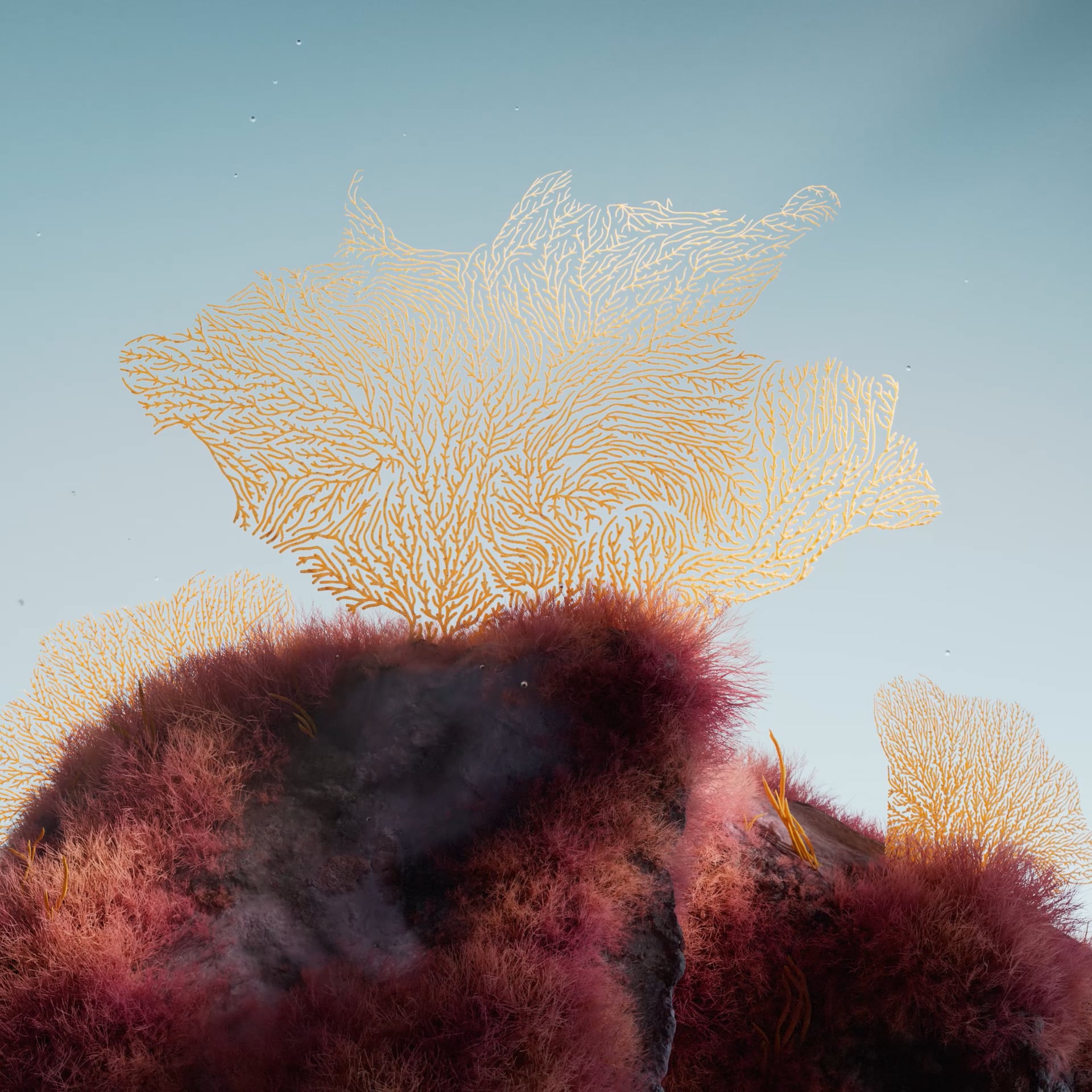 ZeroCo - Fan Coral on Vimeo