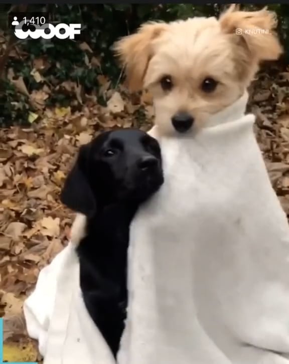 The cutest cuddle buddies I’ve ever seen on Vimeo