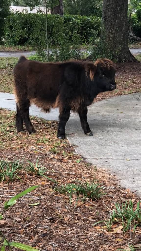 My common greeting from Champ on Vimeo