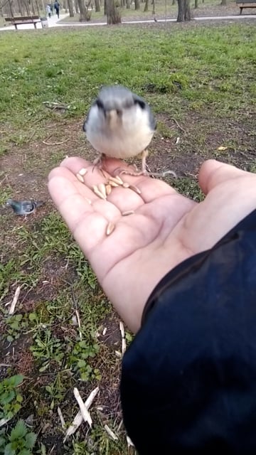 The Trust, Bird, Nature. Free Stock Video - Pixabay