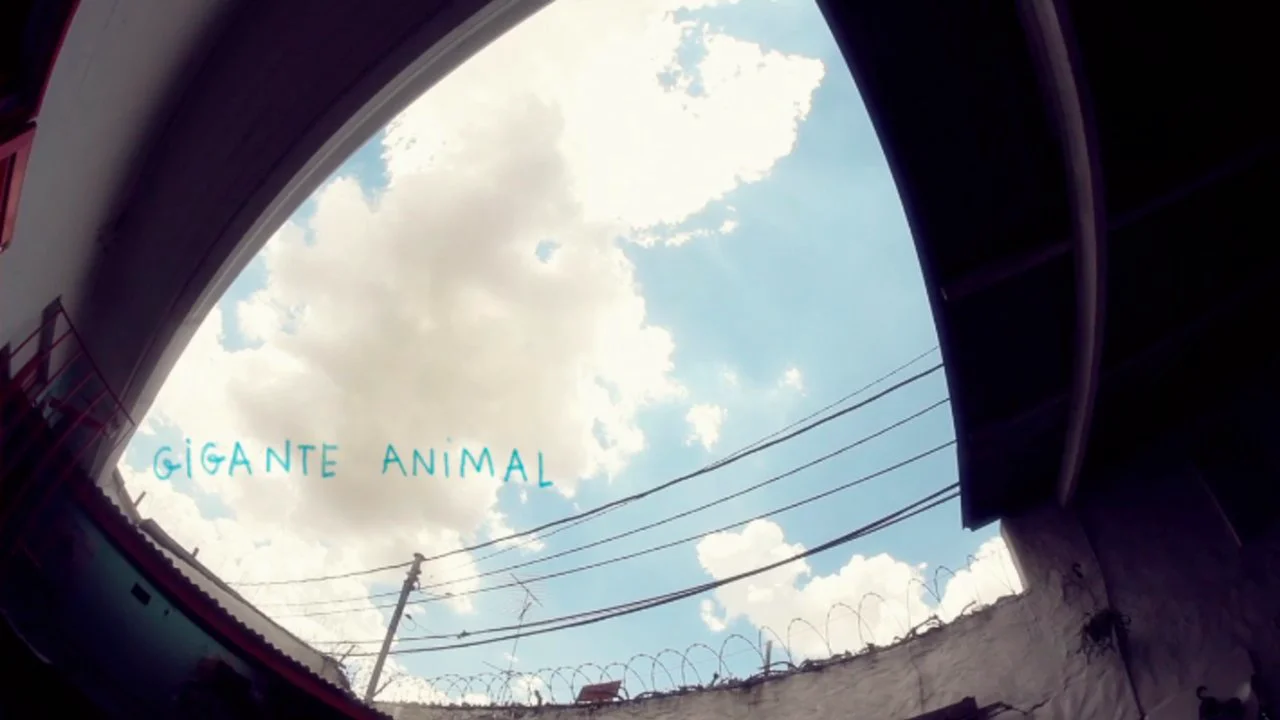 gigante animal: na espreita in de casa on Vimeo