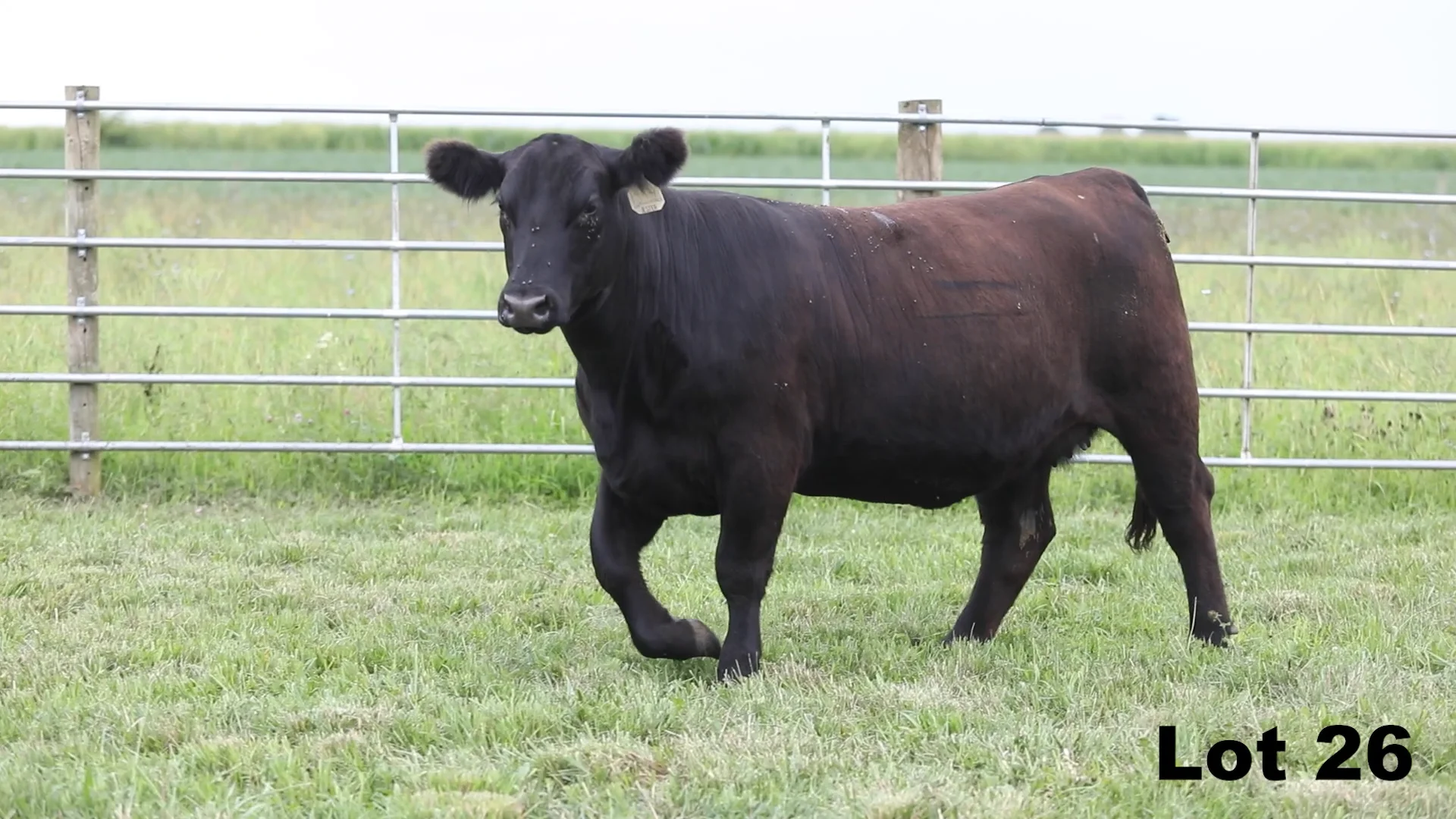 22TheFallAngusClassic_Lot26 on Vimeo