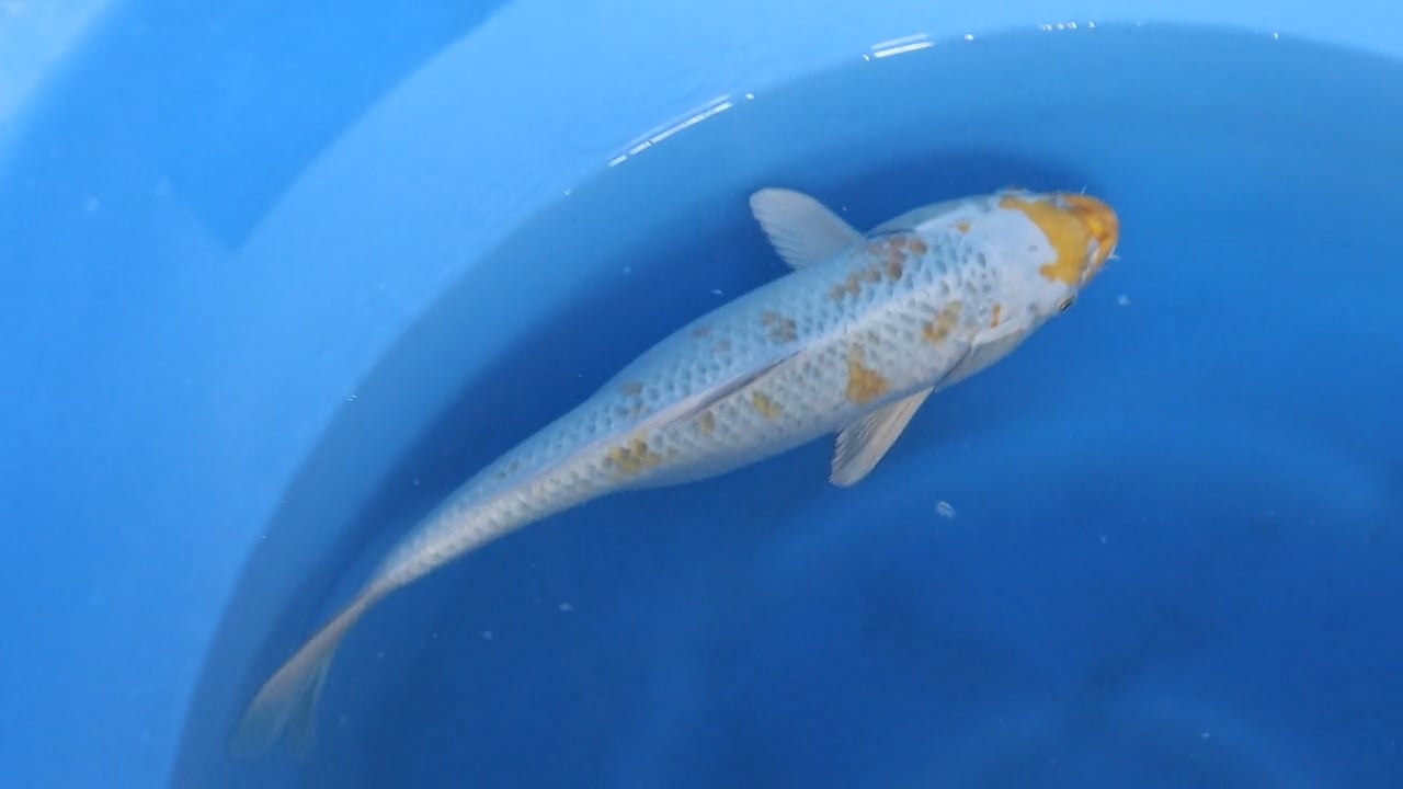 Alle Koi Veilingen - Nr. 1 Koi Veiling - Onlinekoiveiling.nl