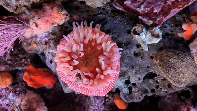 Anemone Animal Ocean - Free video on Pixabay