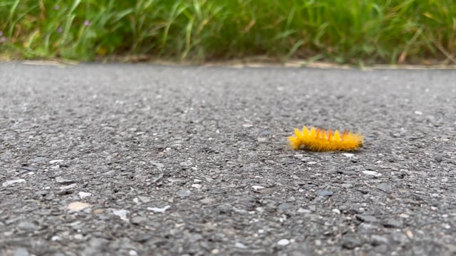 Caterpillar, Insect, Road. Free Stock Video - Pixabay
