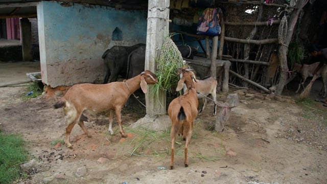 Goat Village Rural - Free video on Pixabay