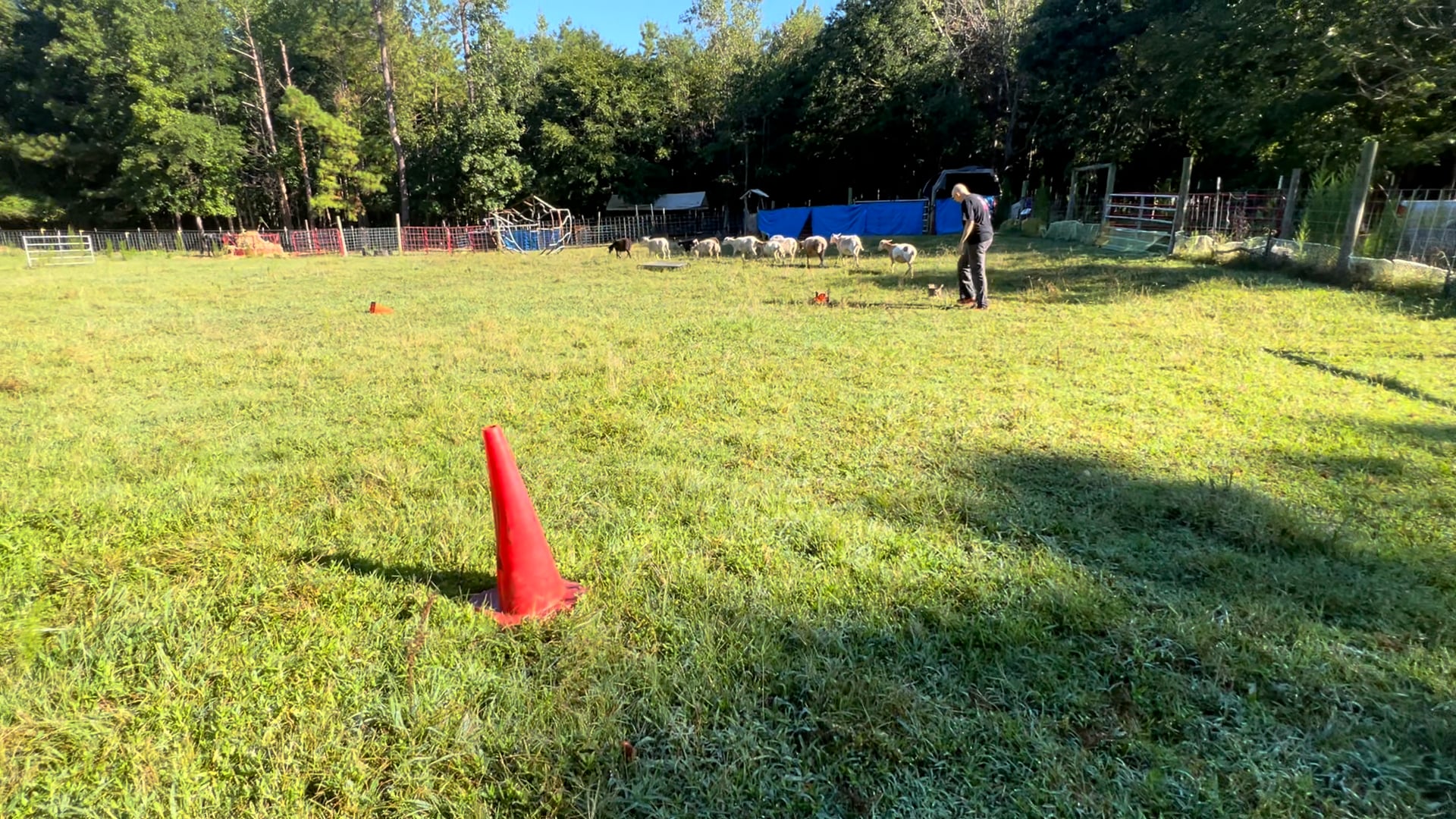 Consarnit on sheep on Vimeo