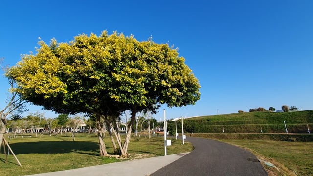 Tree Wind Autumn Free Stock Video - Pixabay