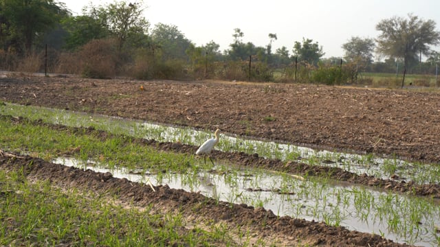 Bird, Bagula, Farm. Free Stock Video - Pixabay