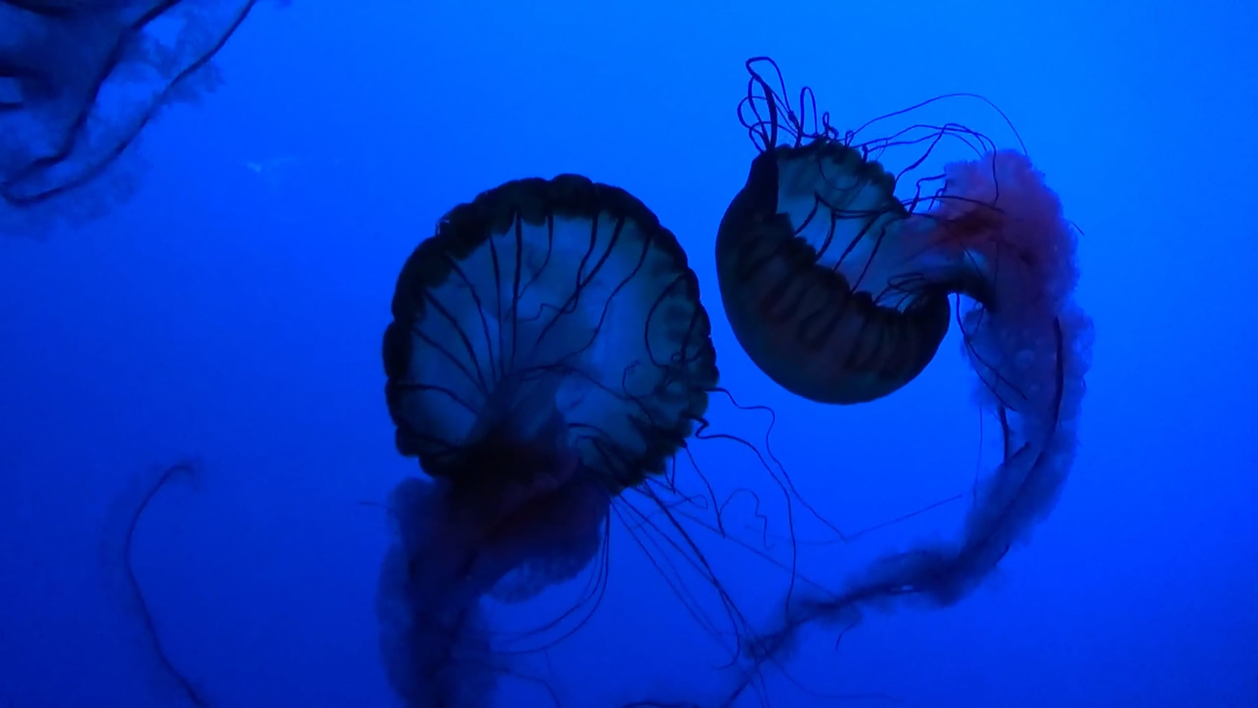 Jelly Fish -.mp4 on Vimeo