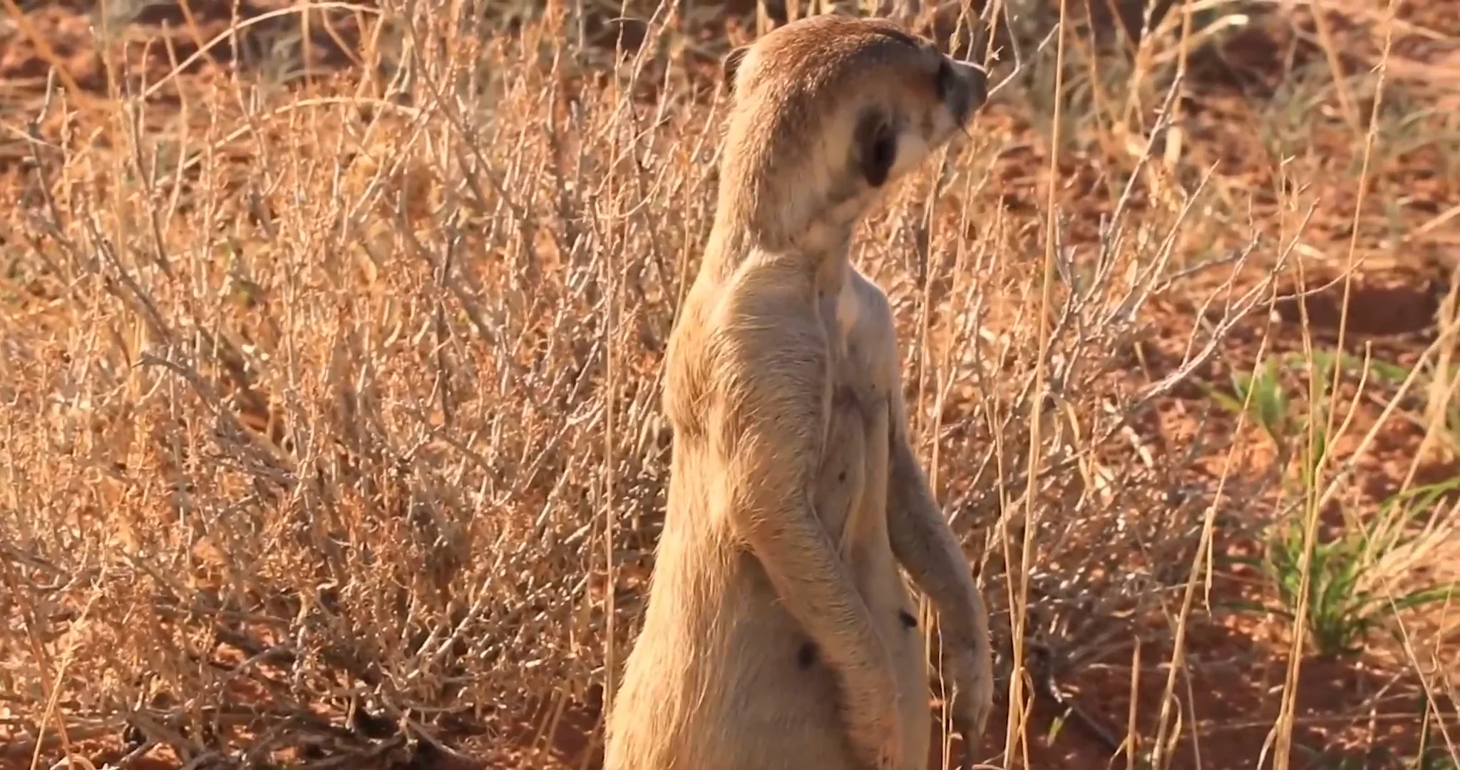 Kgalagadi Chris Spies.mp4 on Vimeo