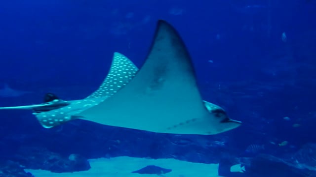 Stingray, Underwater, Water. Free Stock Video - Pixabay