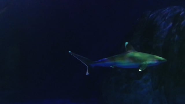 Requin Les Requins Poisson - Free video on Pixabay - Pixabay