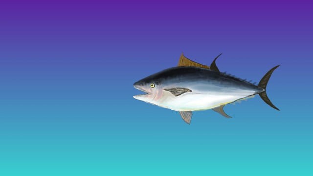 Tuna Videos: Download 6+ Free 4K & HD Stock Footage Clips - Pixabay