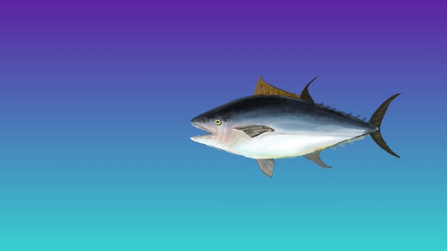 Tuna Fish Swim - Free video on Pixabay