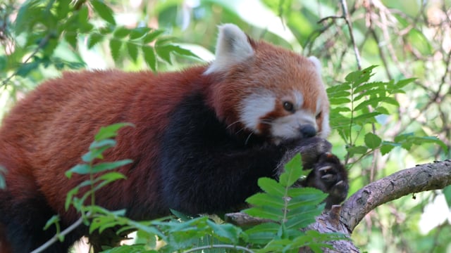 Rowan Dickinson on Vimeo