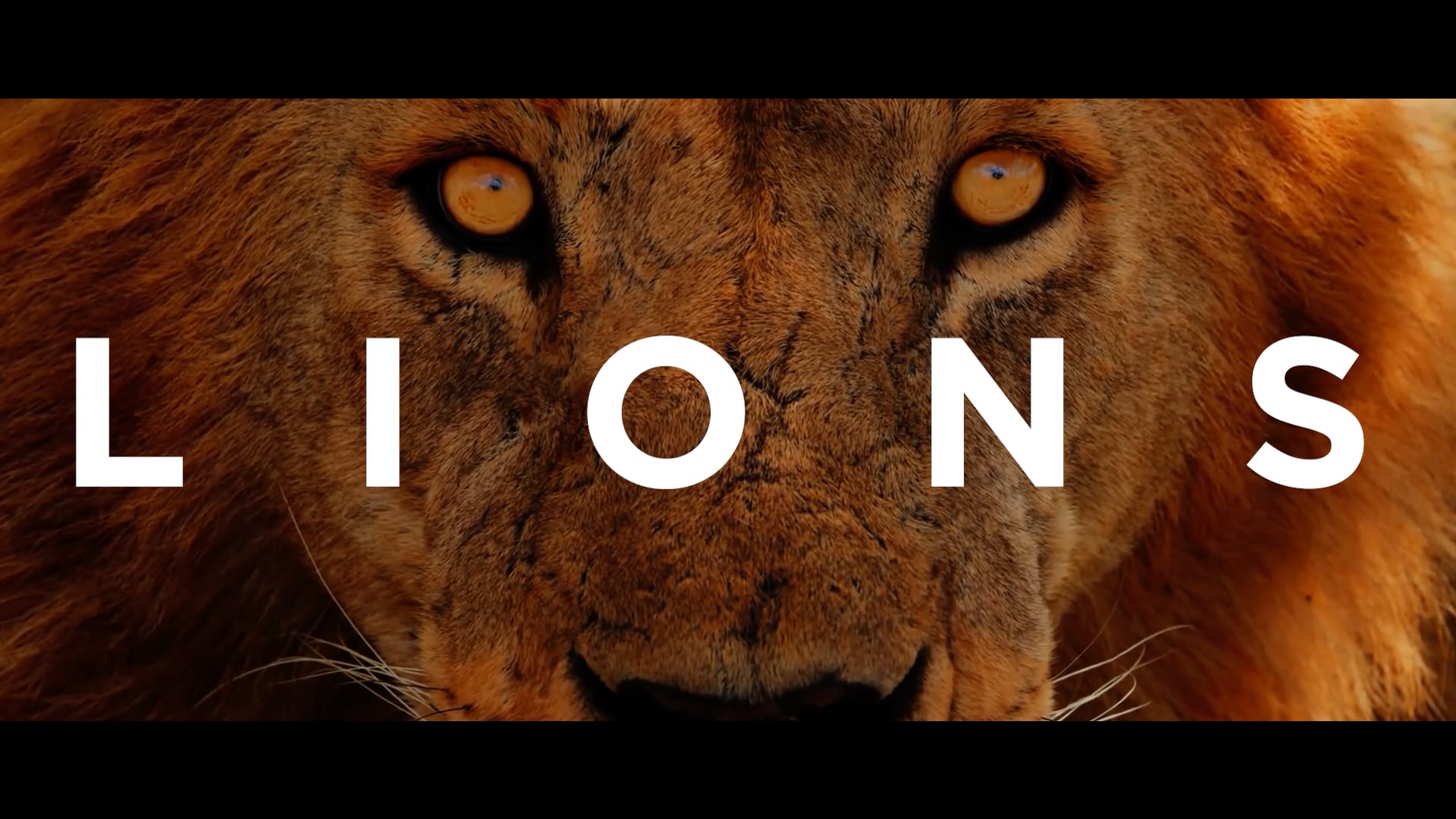 Lions - Music Video on Vimeo