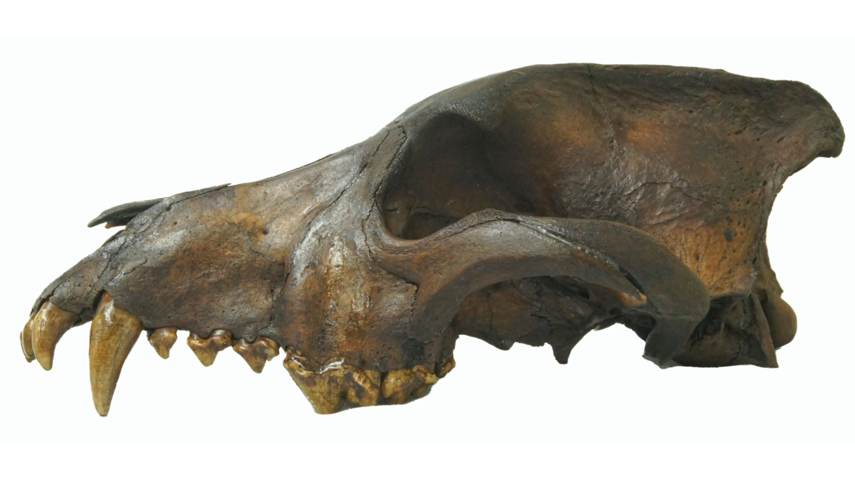 Dire Wolf Skull Wall Reference Photographs on Vimeo