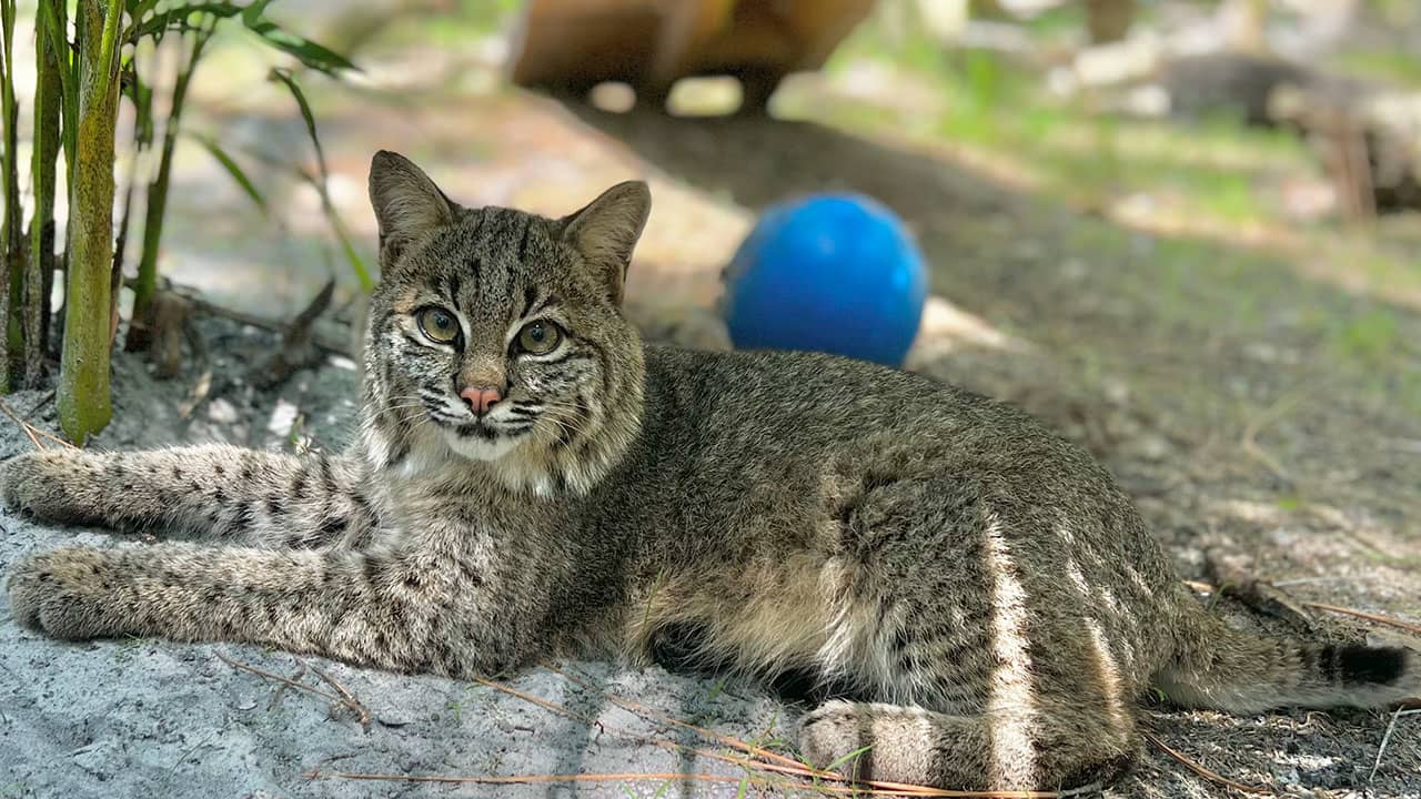 Kitten Furever- Summer Bobcat on Vimeo