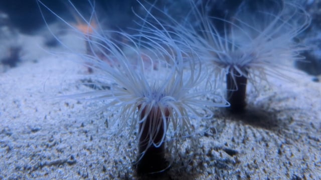 Ocean, Sea, Worms. Free Stock Video - Pixabay