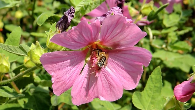 Flower Bee Insect - Free video on Pixabay