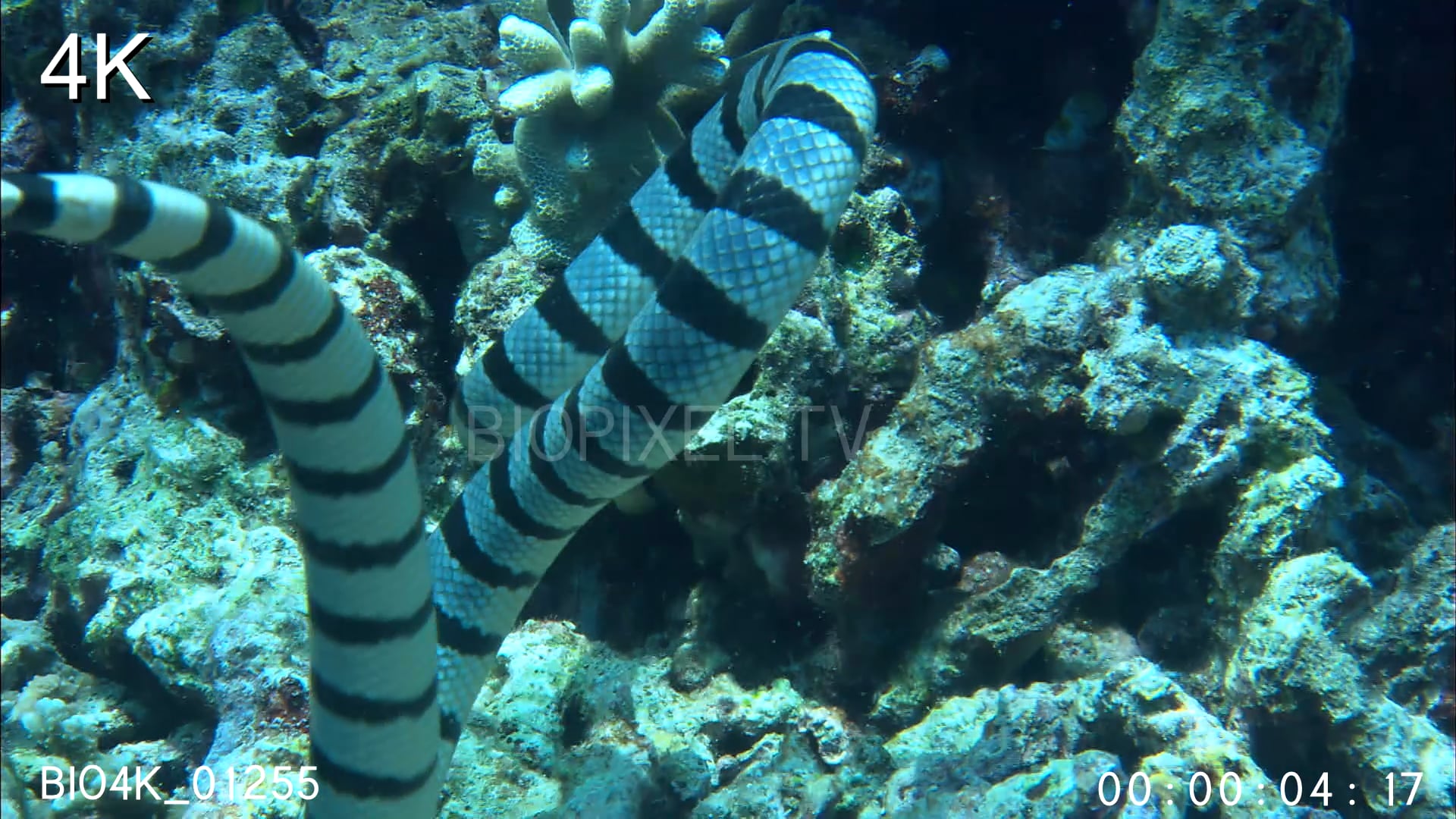 Banded Sea krait 4K.mp4 on Vimeo