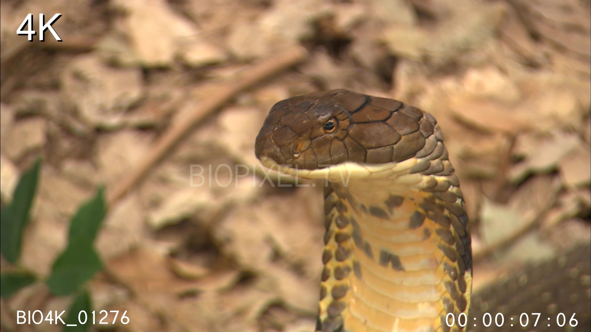 Snakes Cobra - King cobra attacking and eating rat snake 4K 1.mp4 on Vimeo
