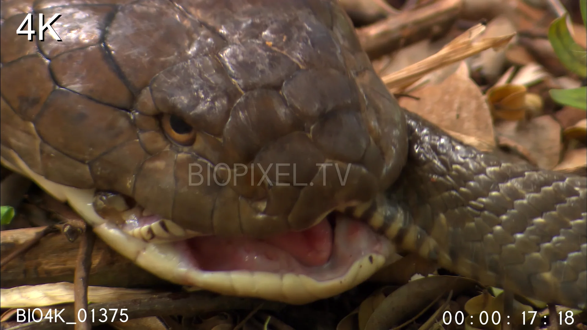 Snakes Cobra - King cobra attacking and eating rat snake 4K 4 on Vimeo