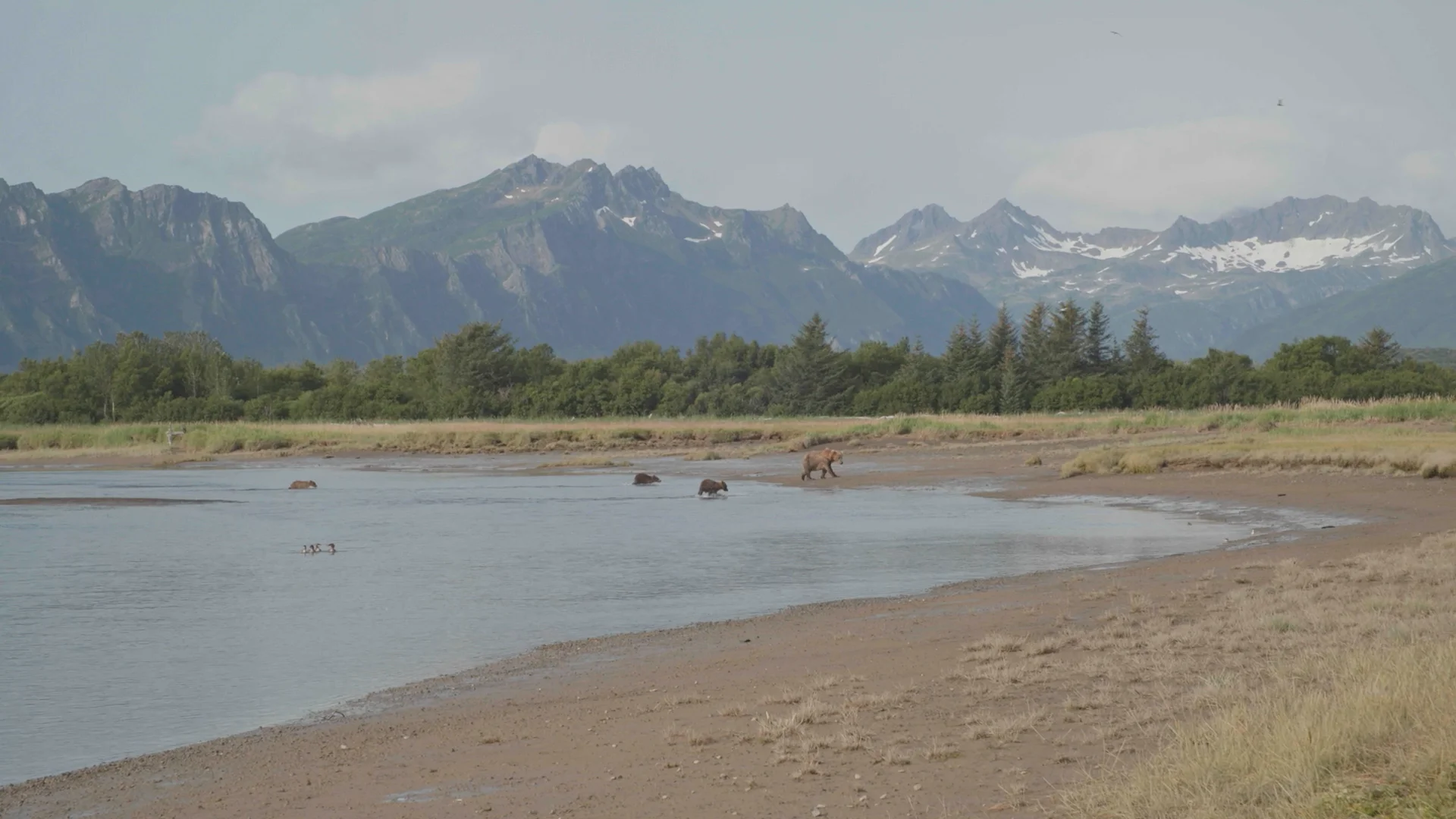 Vision Hawk Films - Growing up Grizzly Trailer on Vimeo